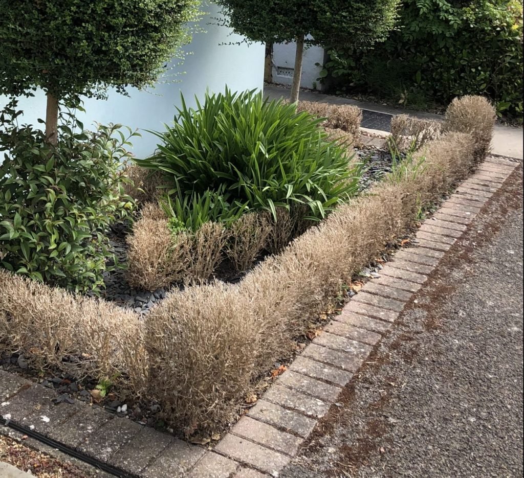 Box alternatives - Garden Design | Planting Design | Jo Chertkow Garden ...