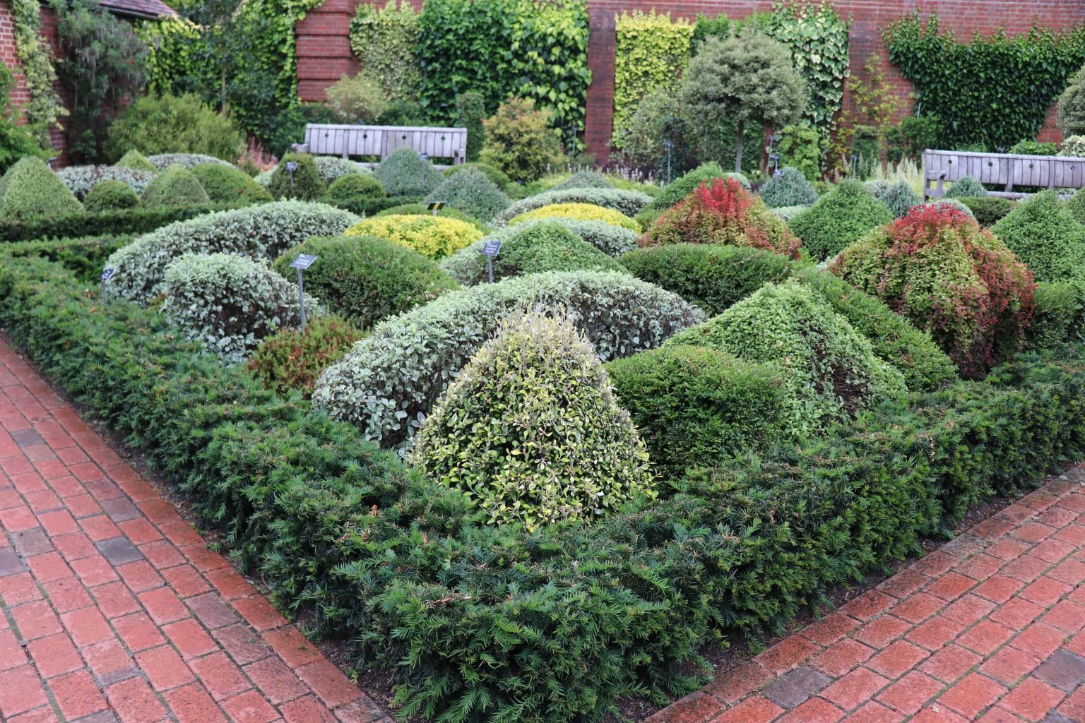 Box alternatives - Jo Chertkow Garden Design